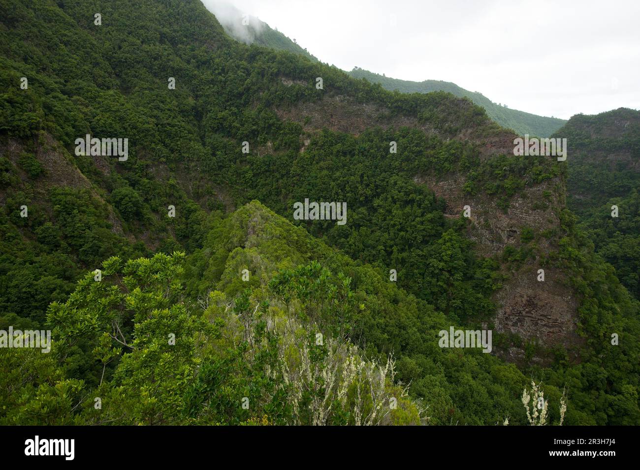 Los Tilos, La Palma, Canary Islands, Spain Stock Photo - Alamy