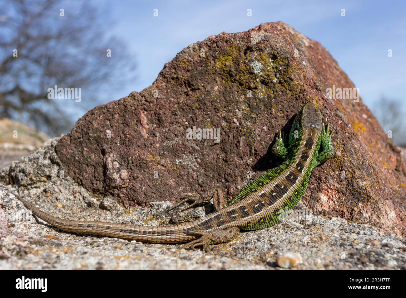 Close up lizard Stock Photo - Alamy