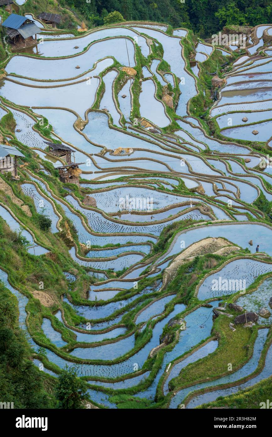 terrace fields in overcast weather Stock Photo - Alamy