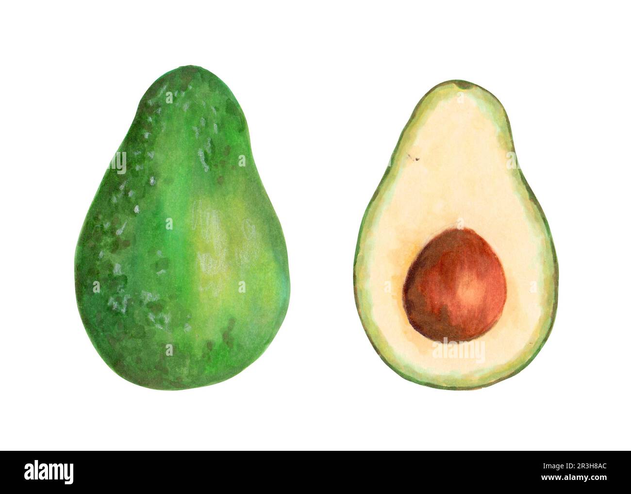 Avocado fruit. Whole and half avocado with pit. Realistic illustration ...