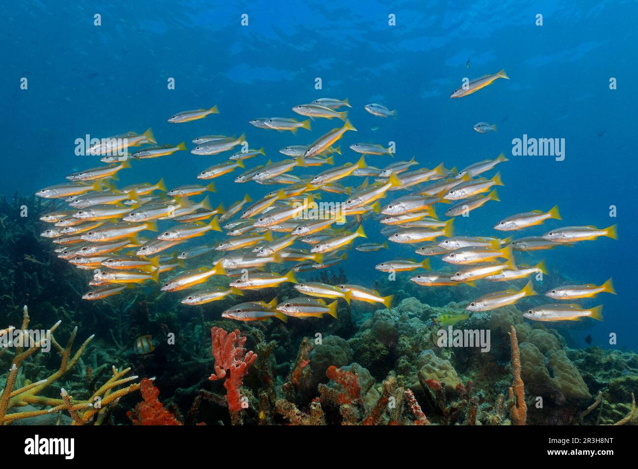 Shoal of two-spot snapper (Lutjanus biguttatus) swimming over coral ...