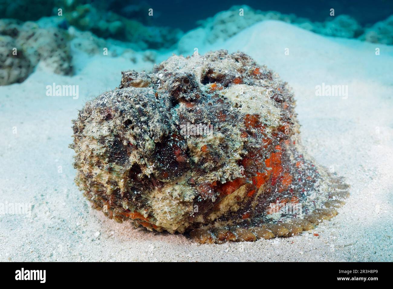 Stone Fish Camouflage