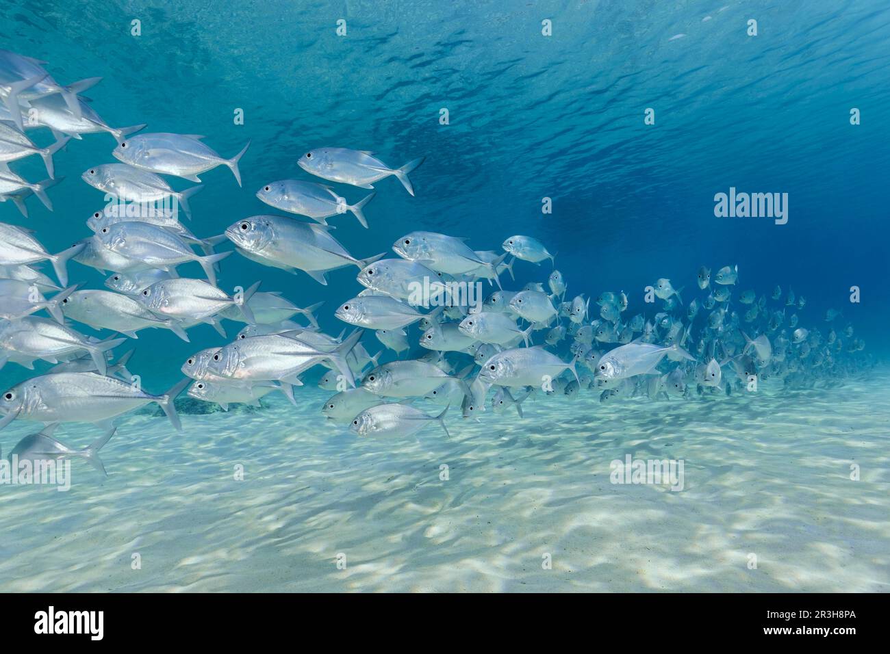 Shoal, young fish, bigeye trevally (Caranx sexfasciatus), swimming over ...