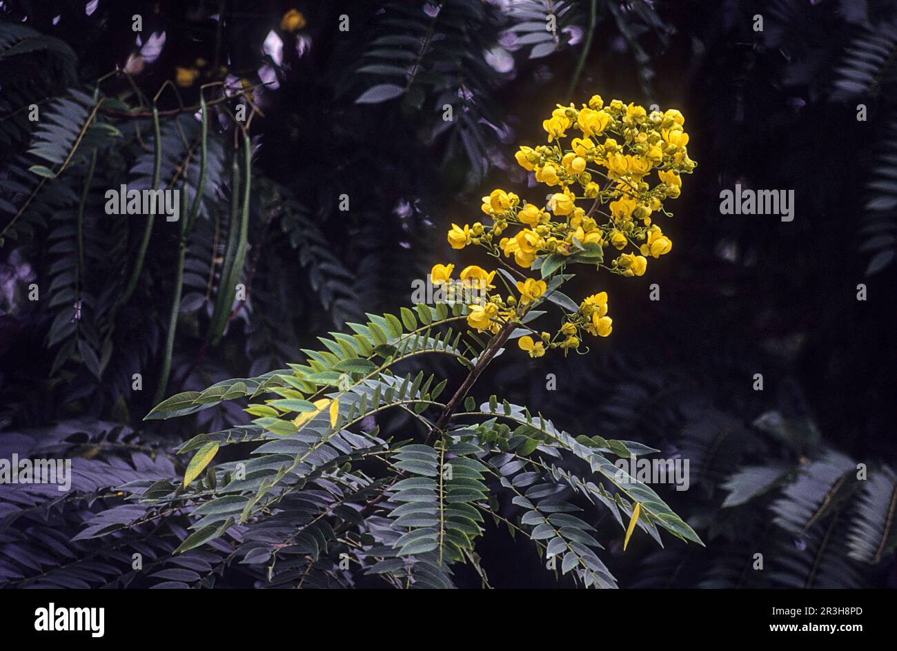 Golden wonder tree (Senna spectabilis) American cassia popcorn tree ...