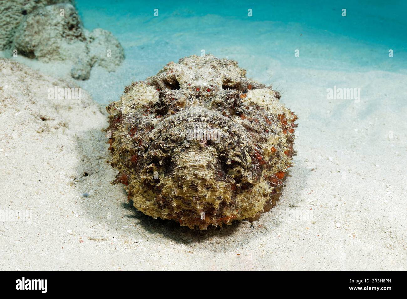 Reef stonefish (Synanceia verrucosa), very poisonous, from the front ...