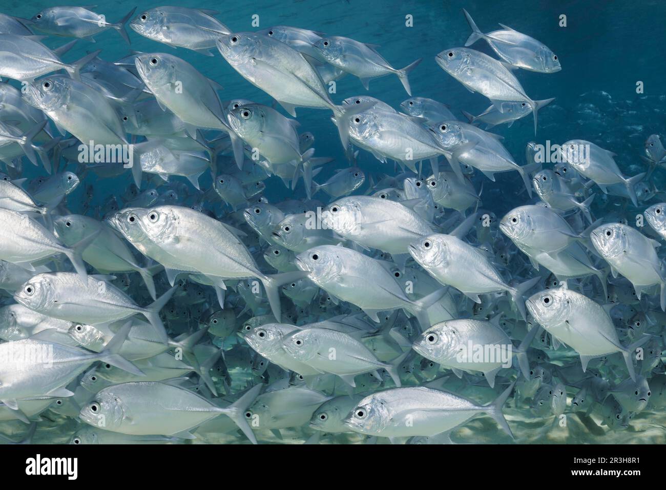 School of juvenile fish, bigeye trevally (Caranx sexfasciatus ...