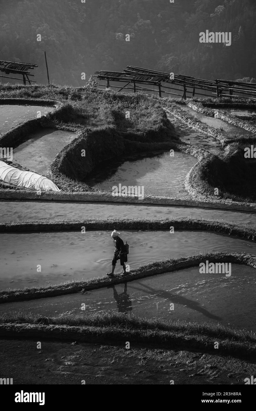 Cultivated field growing green Black and White Stock Photos & Images ...