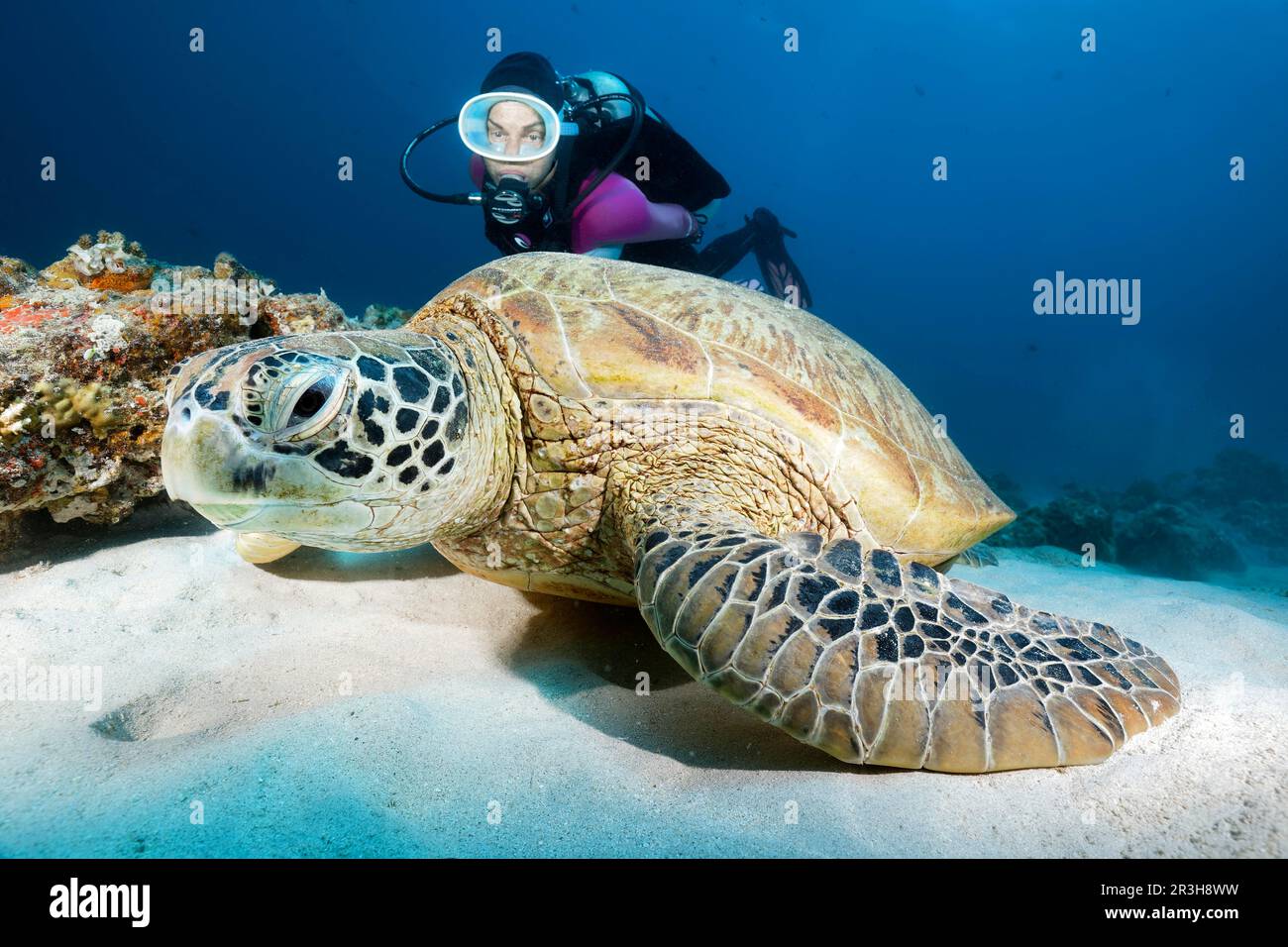 Female diver seagrass hi-res stock photography and images - Alamy
