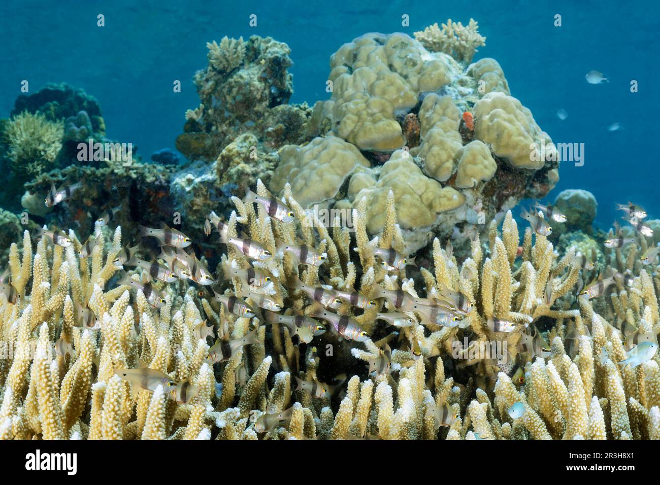 Belt fish hi-res stock photography and images - Alamy