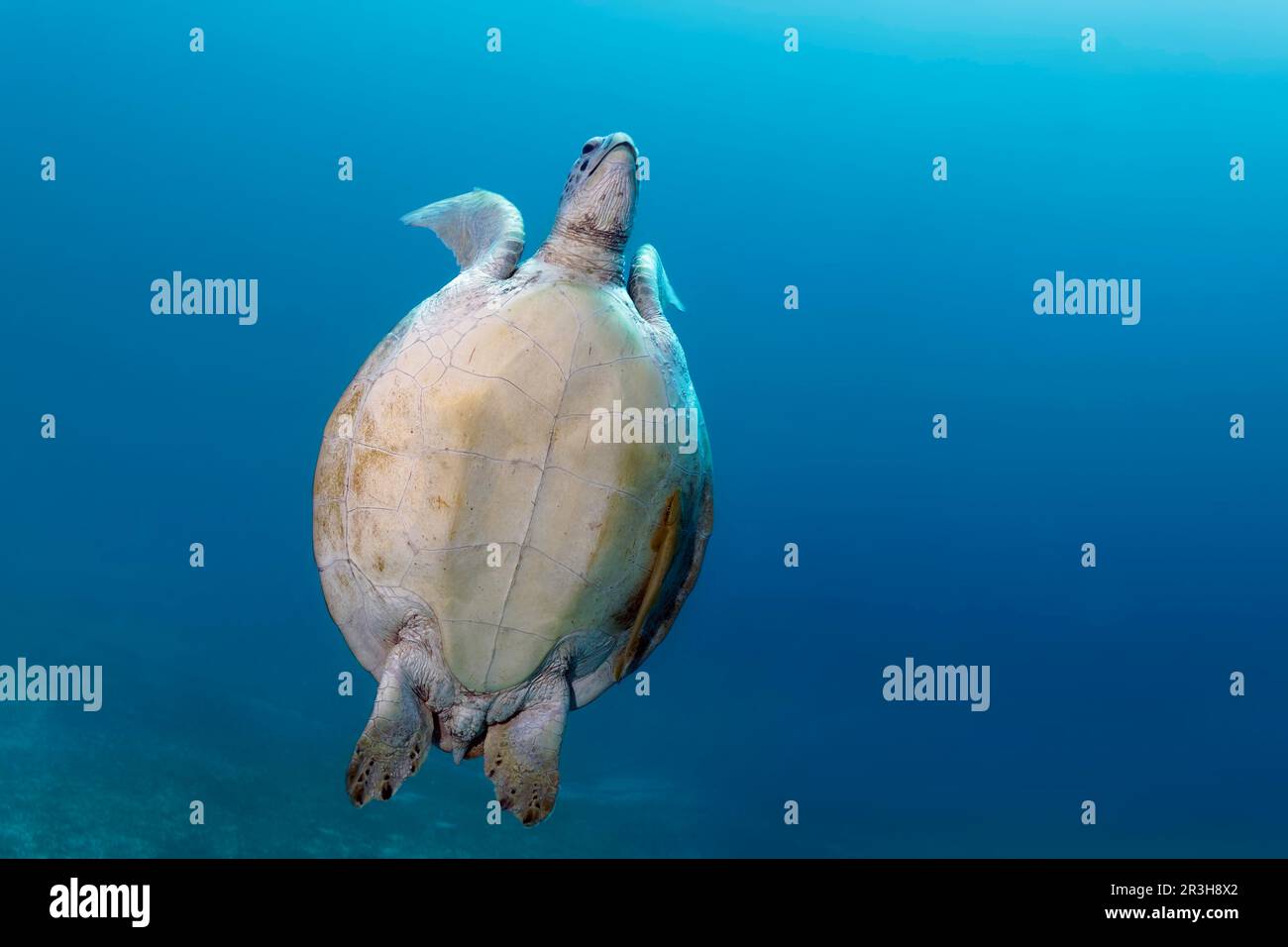 Green turtle (Chelonia mydas) from below, diving up for air, sea grass ...