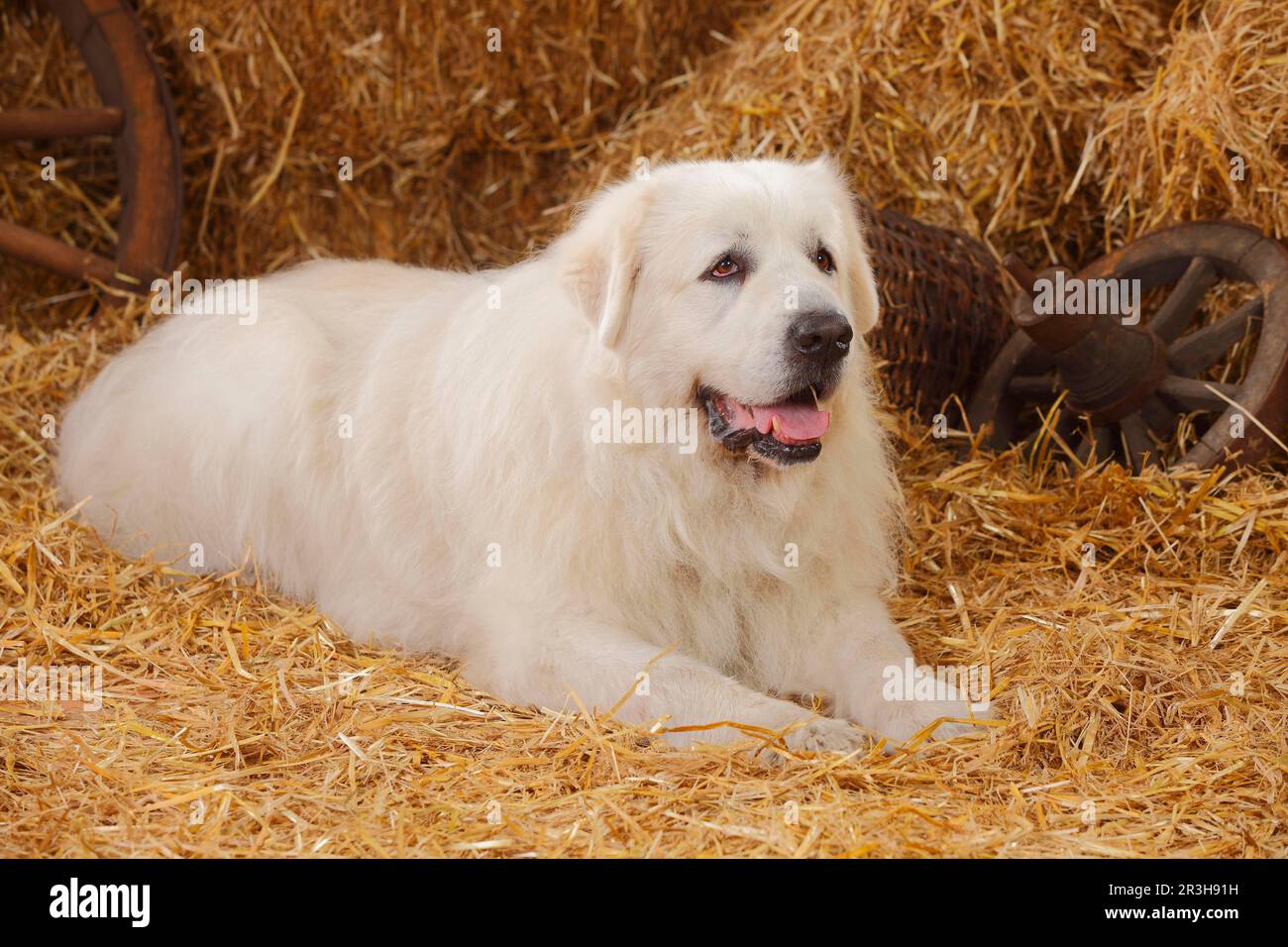 Pyrenean house hi-res stock photography and images - Alamy