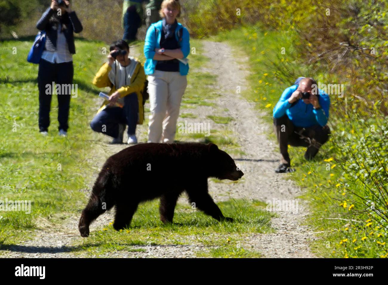 People watching black bear crossing track (Ursus americanus), Forillon ...