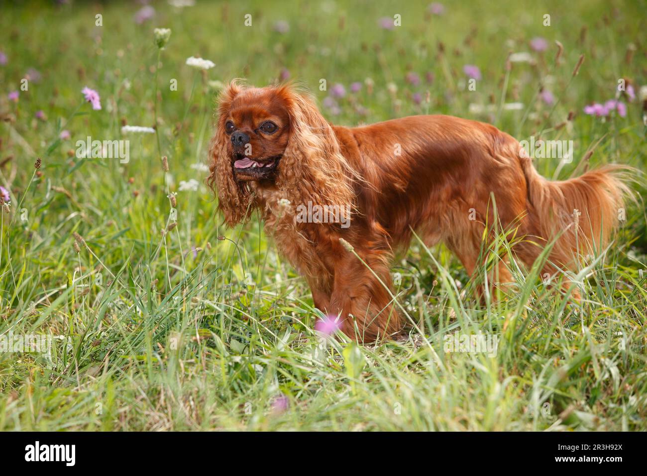 Cavalier King Charles Spaniel, male, ruby red Stock Photo - Alamy
