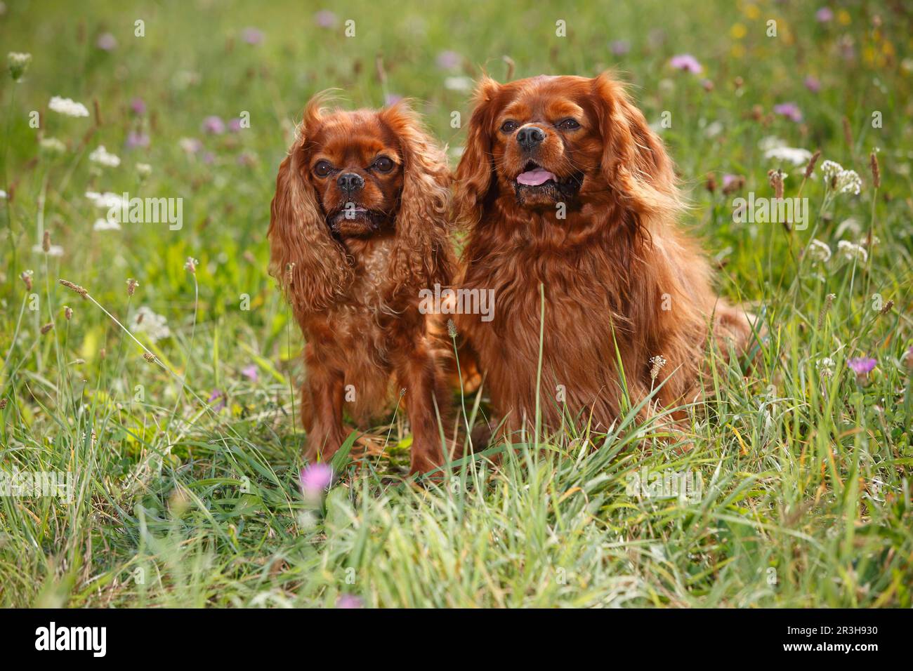 Cavalier King Charles Spaniel, males, ruby red Stock Photo - Alamy