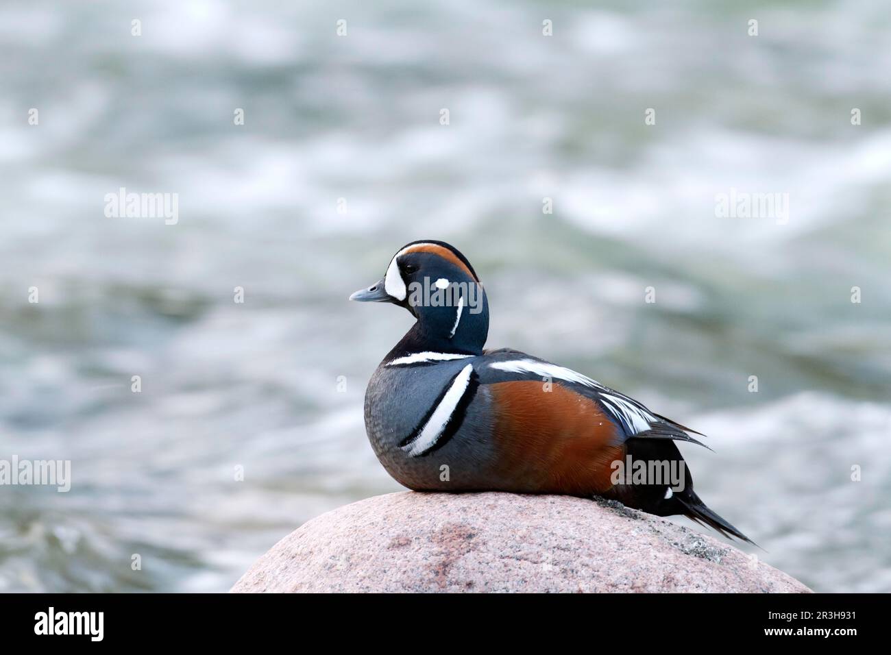 Harlequin duck (Histrionicus histrionicus), male, Ste Anne river ...