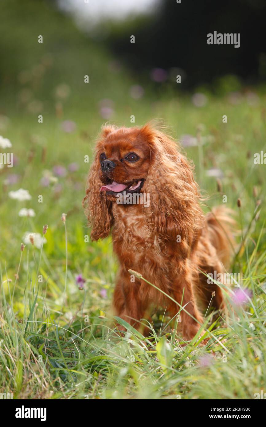 Cavalier King Charles Spaniel, male, ruby red Stock Photo - Alamy