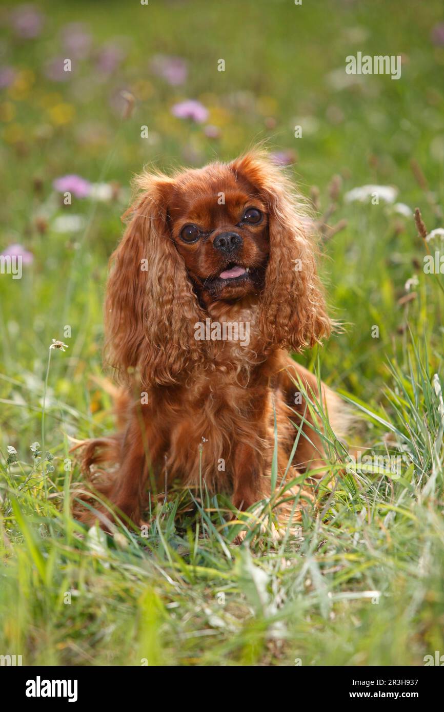 Cavalier King Charles Spaniel, male, ruby red Stock Photo - Alamy