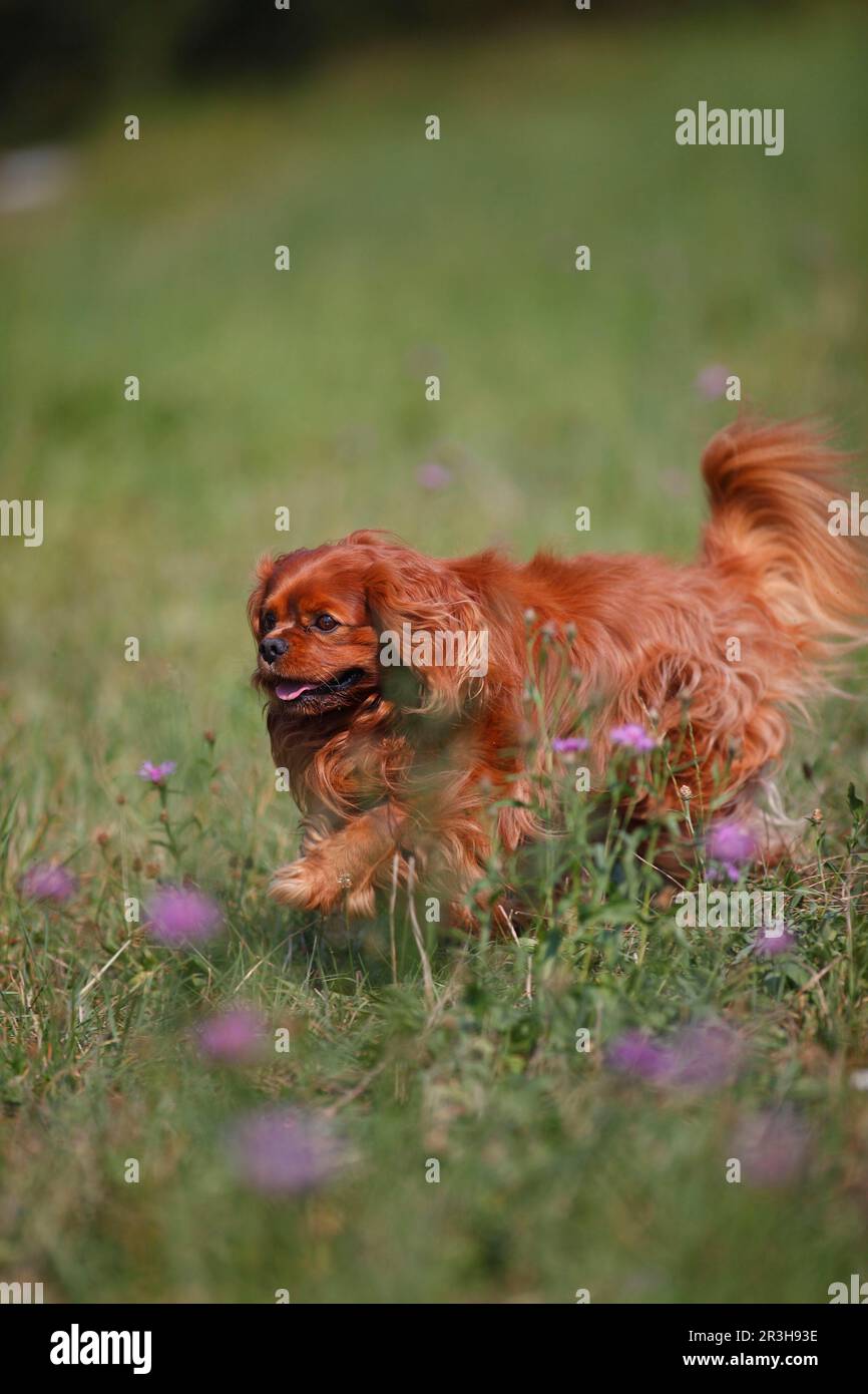 Cavalier King Charles Spaniel, male, ruby red Stock Photo - Alamy