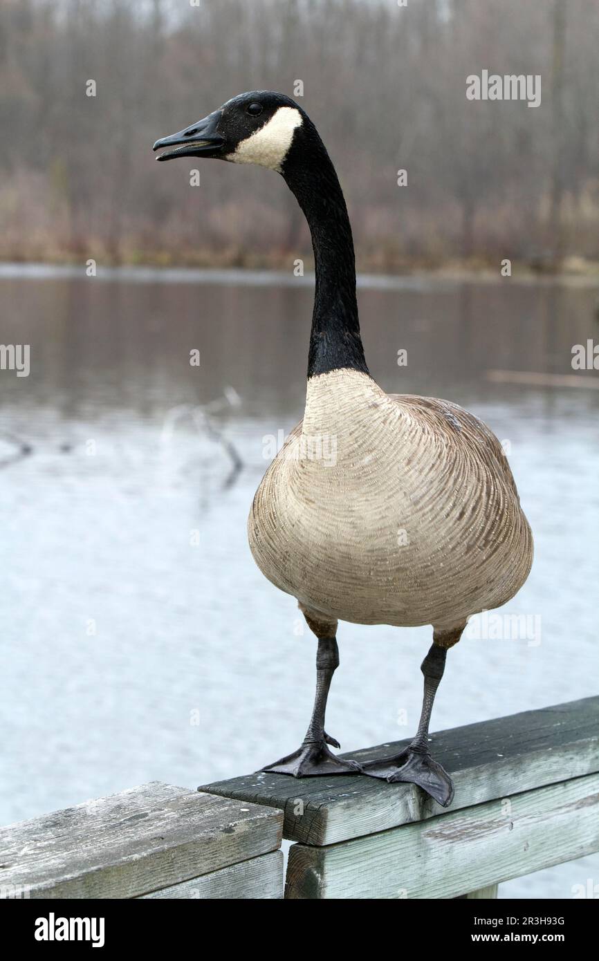 Canada goose (Branta canadensis), at ramp of boardwalk canadensis ...