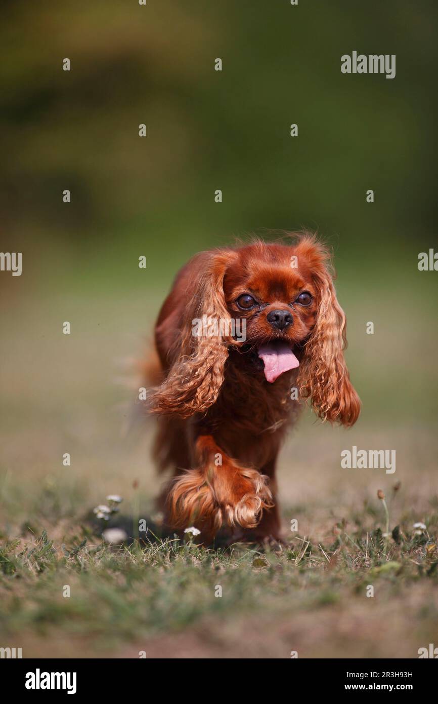 Cavalier King Charles Spaniel, male, ruby red Stock Photo - Alamy