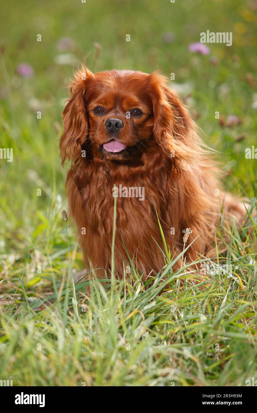 Cavalier King Charles Spaniel, male, ruby red Stock Photo - Alamy