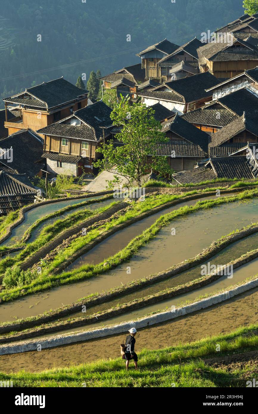 A farmer work in paddy field on mountains Stock Photo - Alamy