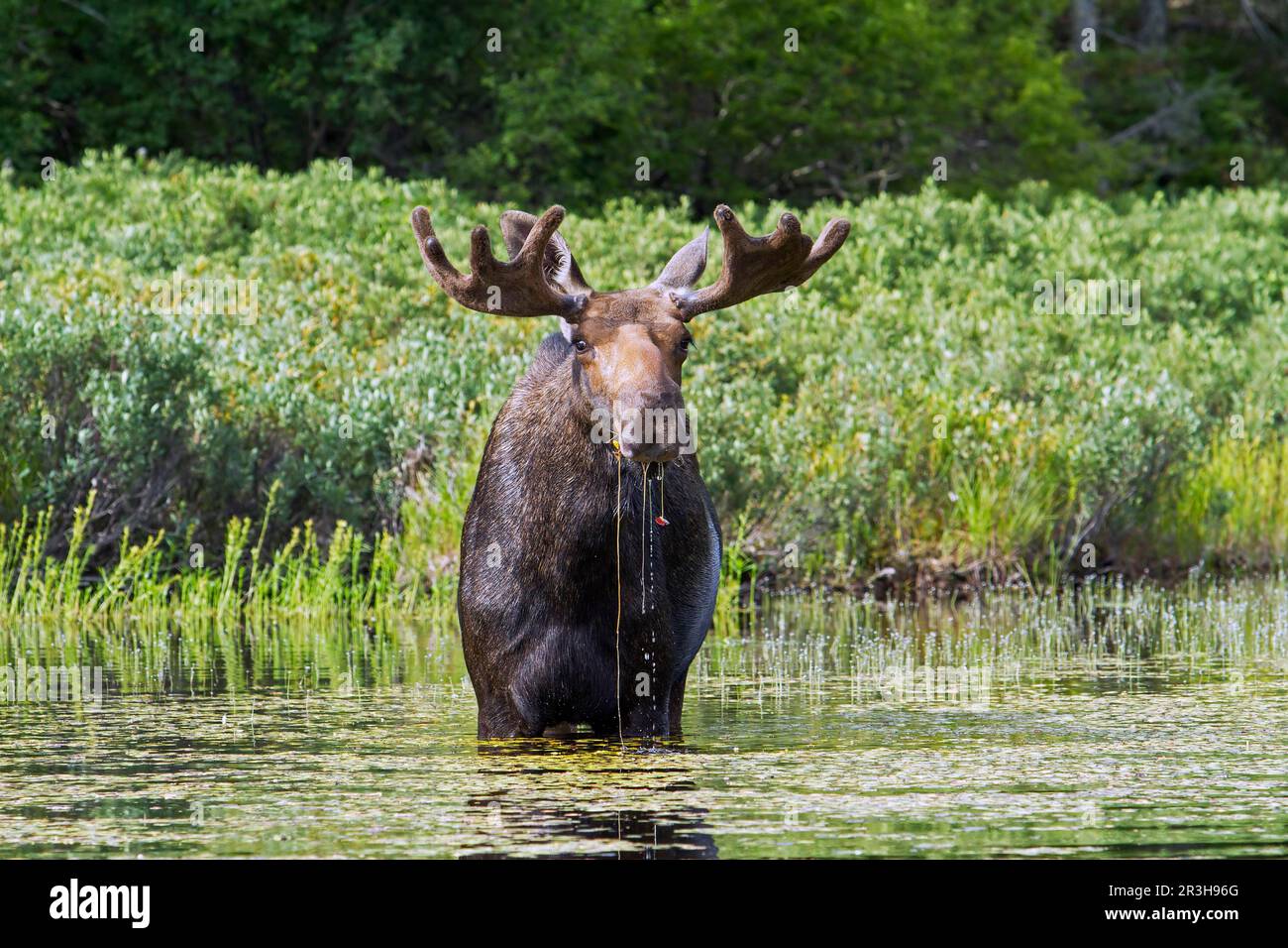 Bull moose (Alces alces) feeding in a lake, La Mauricie national park ...