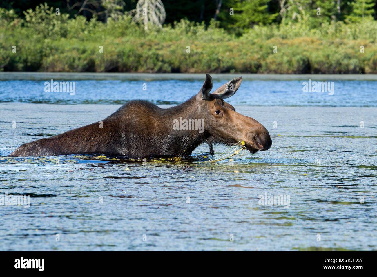 Moose (Alces alces) female feeding in a lake, La Mauricie national park ...