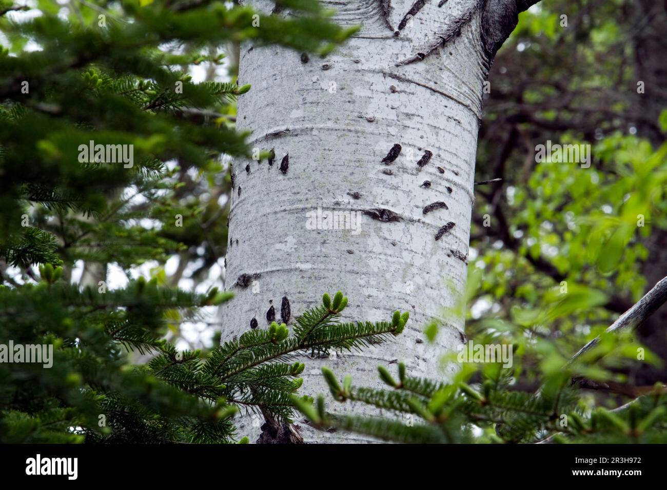 Birch, black bear scratch marks on bark, Forillon National Park ...