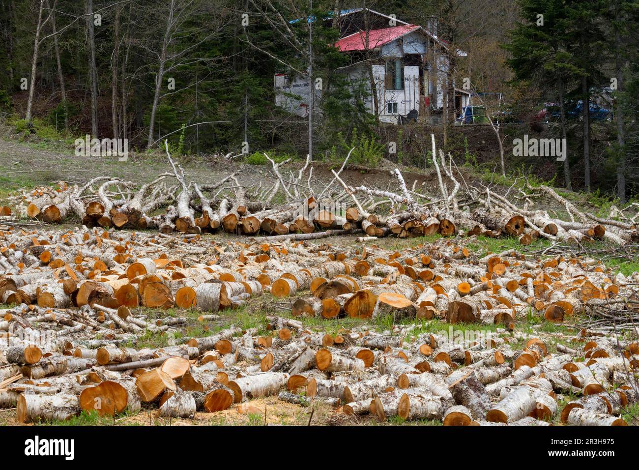 Cut wood, firewood, Ste. Anne des Monts, Province of Quebec, Canada ...