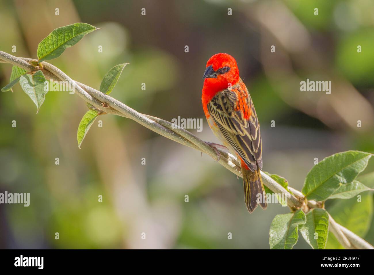 Madagascar Fodie or Red Fodie (Foudia madagascariensis), Seychelles ...