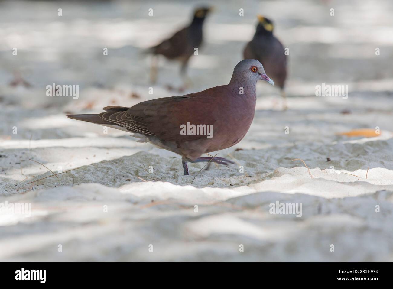 Madagascar Turtle Dove (Streptopelia picturata), Seychelles Stock Photo ...