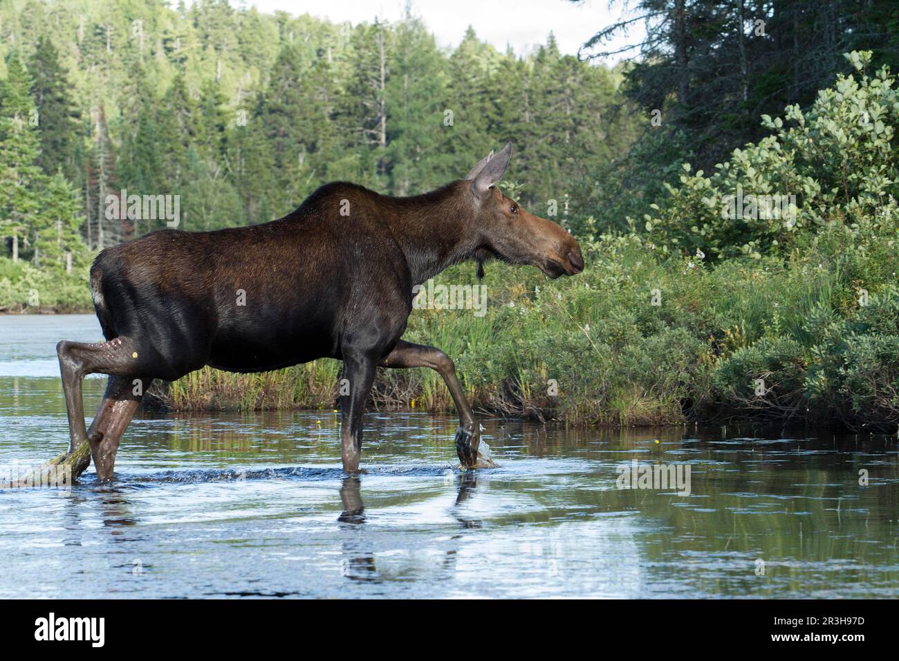 Moose (Alces alces) female crossing a lake, La Mauricie national park ...