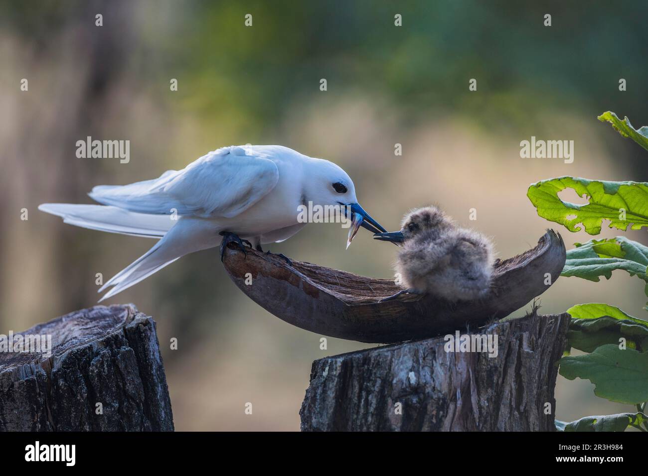 White tern (Gygis alba), Bird island, Seychelles Stock Photo - Alamy