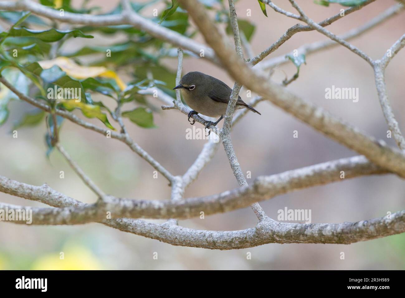 Seychelles white eye (Zosterops modestus), Mahe, Seychelles Stock Photo ...