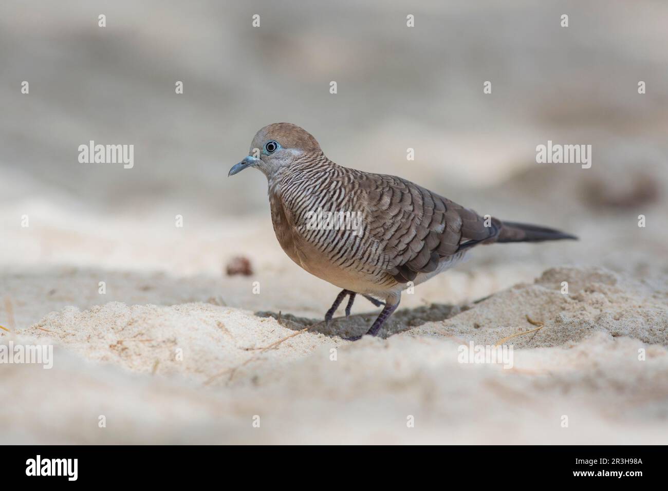 Dove go hi-res stock photography and images - Alamy
