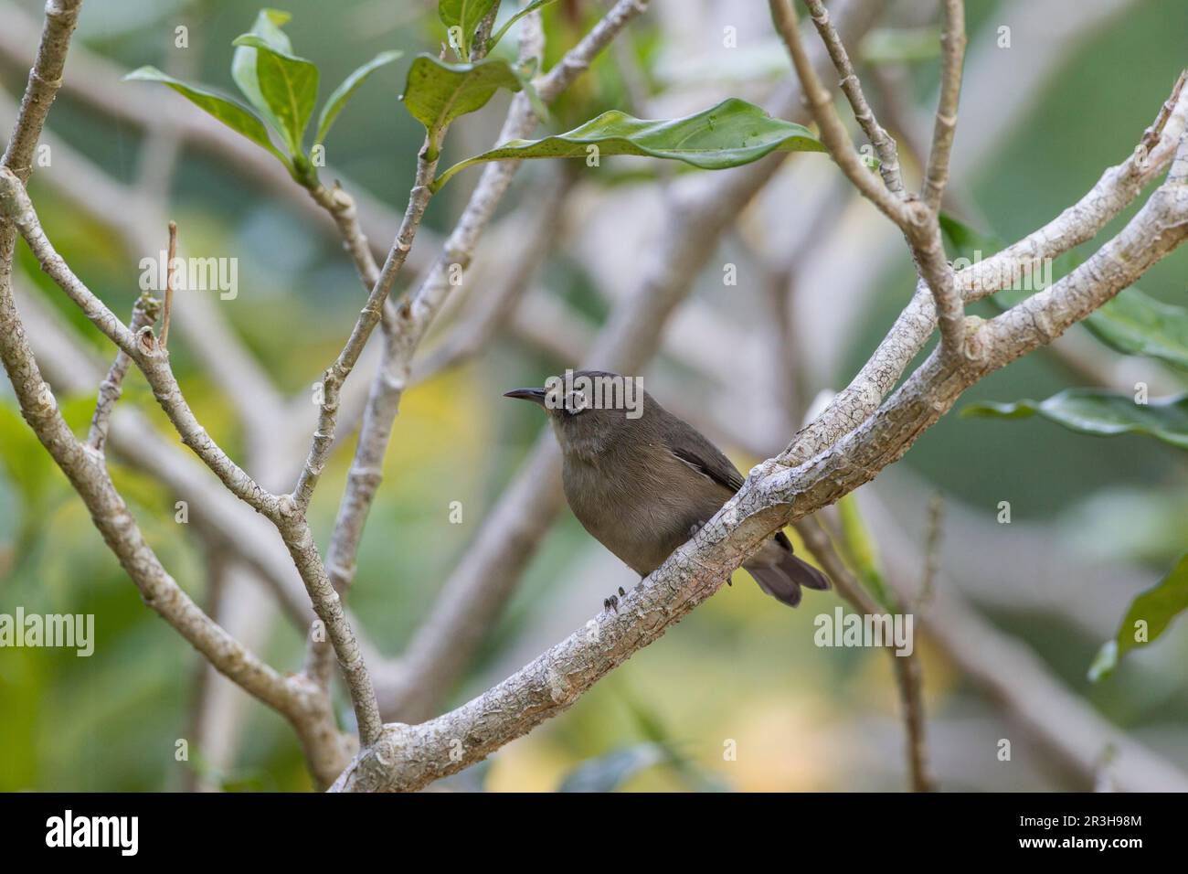 Seychelles white eye (Zosterops modestus), Mahe, Seychelles Stock Photo ...