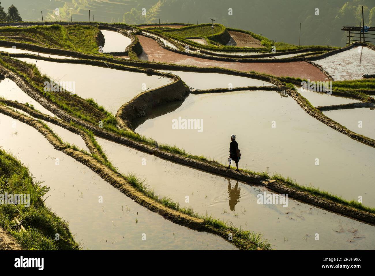 Farmer work on paddy field hi-res stock photography and images - Alamy