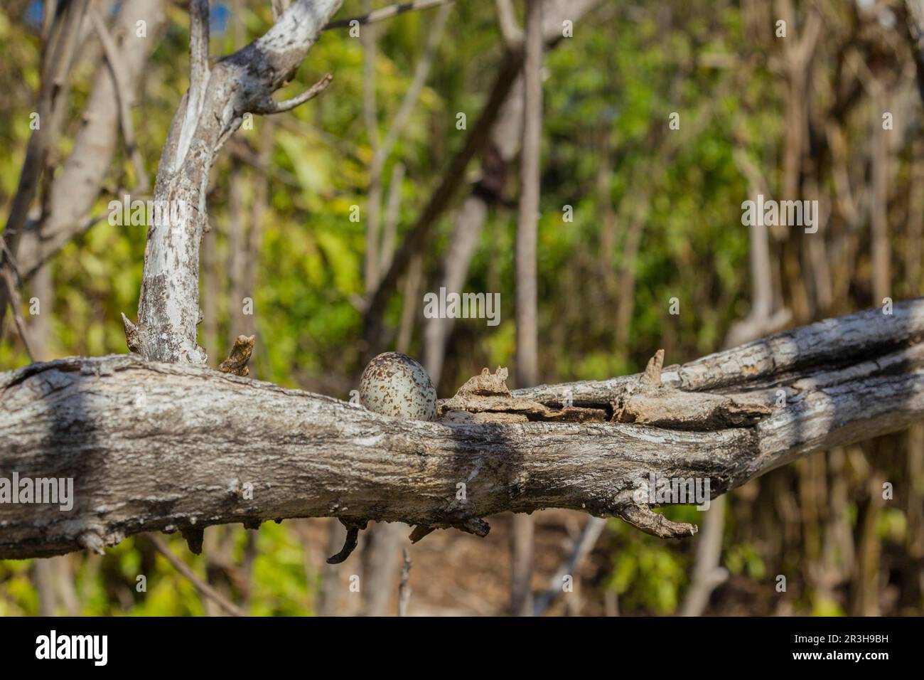 Tern egg branch hi-res stock photography and images - Alamy