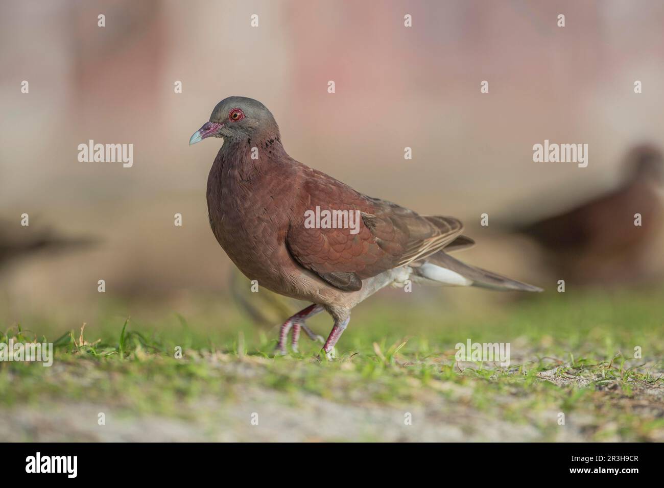 Madagascar Turtle Dove (Streptopelia picturata), Seychelles Stock Photo ...