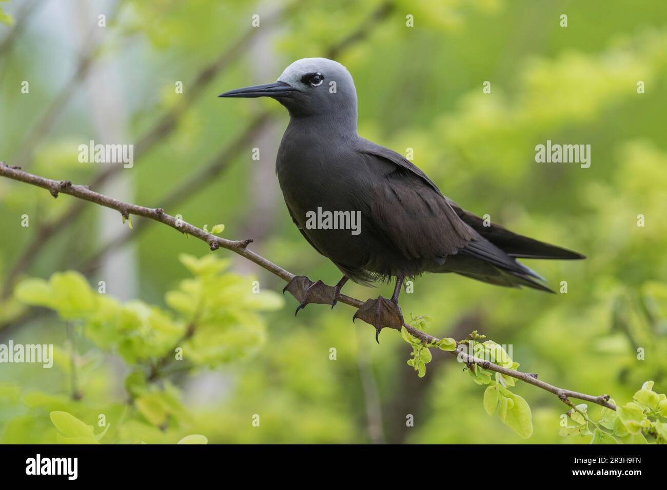 Lesser noddy (Anous tenuirostris), Bird island, Seychelles Stock Photo ...