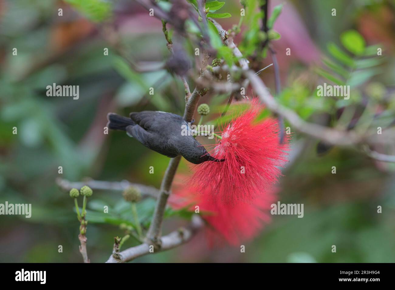 Indian sunbird hi-res stock photography and images - Alamy