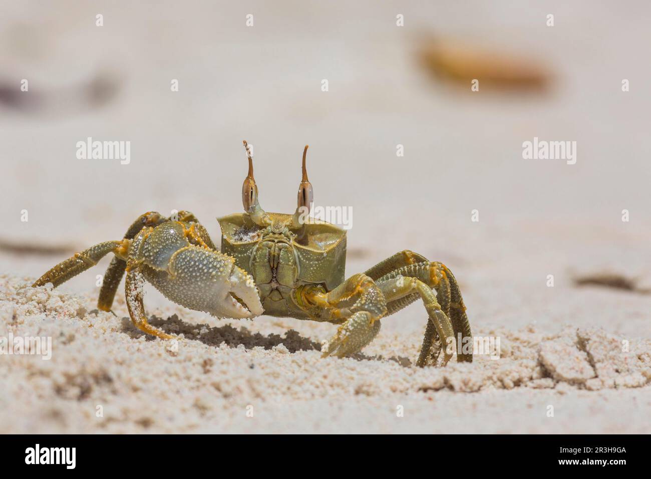 Ghost crab (Ocypode), Bird Island, Seychelles Stock Photo - Alamy