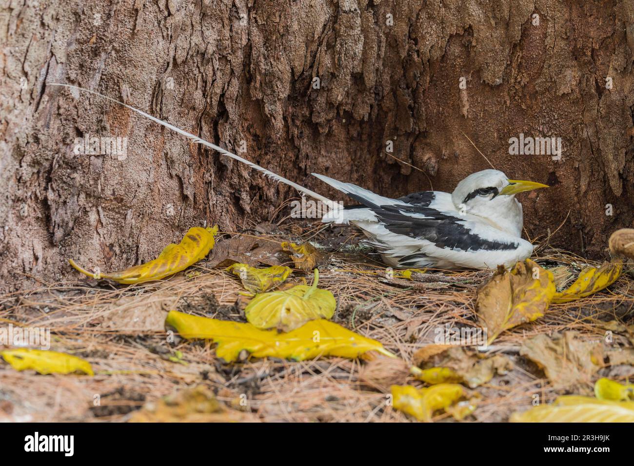 White-tailed tropicbird (Phaethon lepturus), Bird island, Seychelles ...