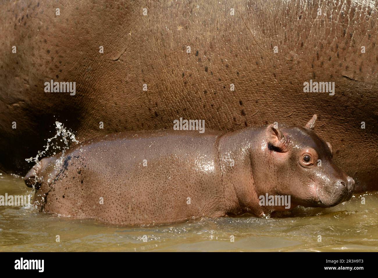 Captive hippo hi-res stock photography and images - Alamy