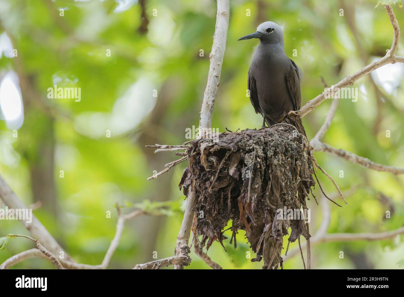 Lesser noddy (Anous tenuirostris), Bird island, Seychelles Stock Photo ...