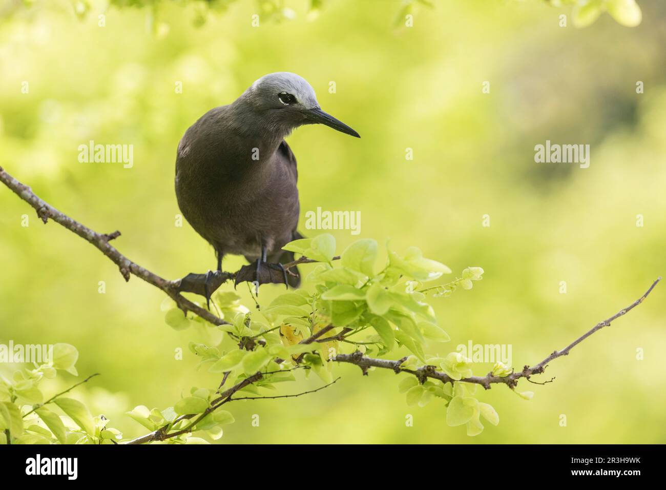 Lesser noddy (Anous tenuirostris), Bird island, Seychelles Stock Photo ...