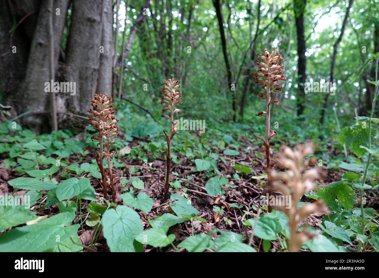 Bird's nestwort (Neottia nidus-avis) - fruiting plant Stock Photo - Alamy