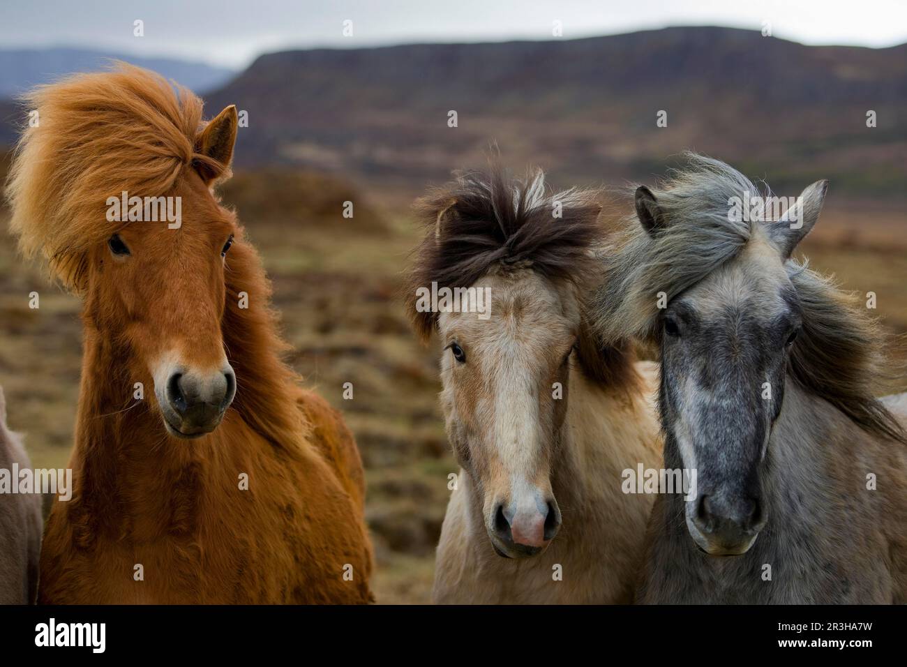 Three young Icelandic horses (Equus ferus caballus) with different ...