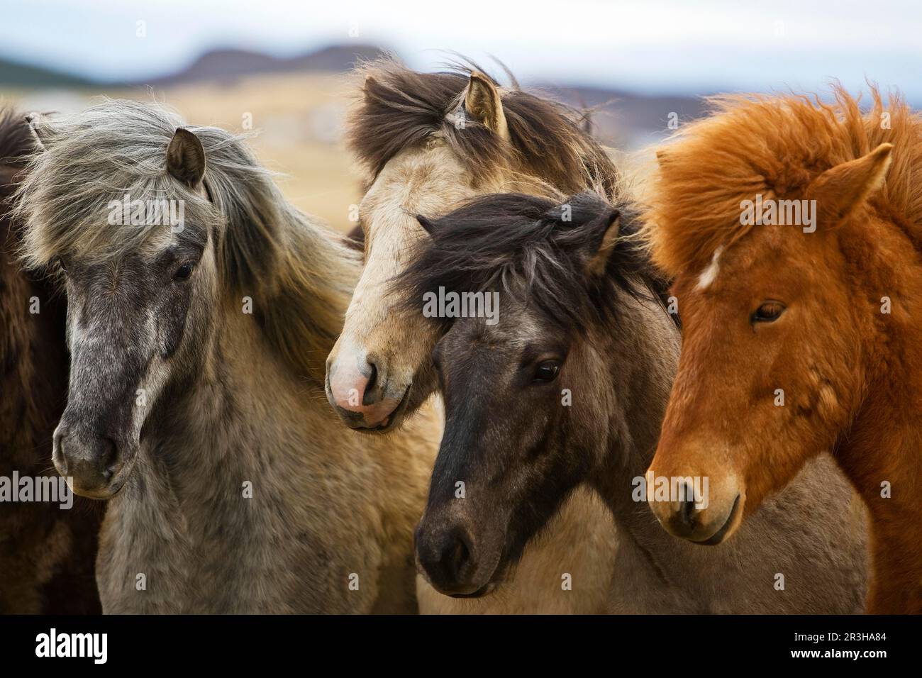 Four young Icelandic horses (Equus ferus caballus) with different ...
